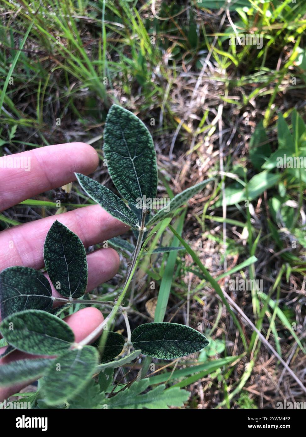 Twining Snoutbean (Rhynchosia tomentosa Stock Photo - Alamy