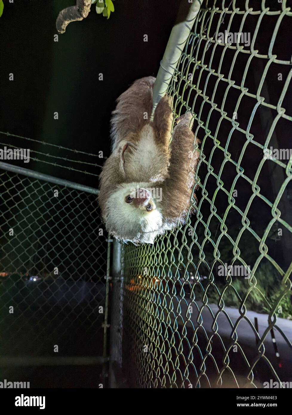 Hoffmann's Two-toed Sloth (Choloepus hoffmanni Stock Photo - Alamy