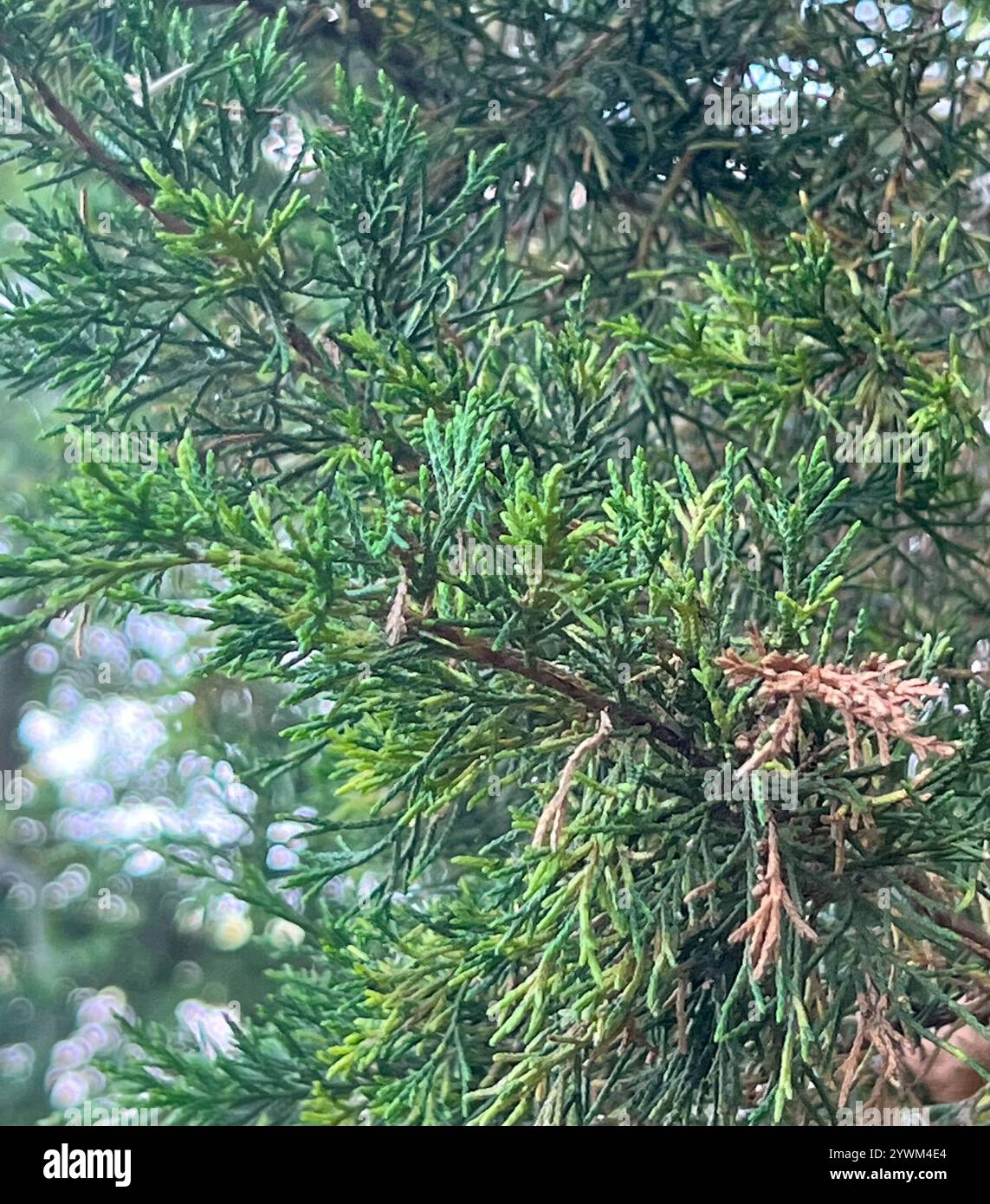 eastern redcedar (Juniperus virginiana Stock Photo - Alamy