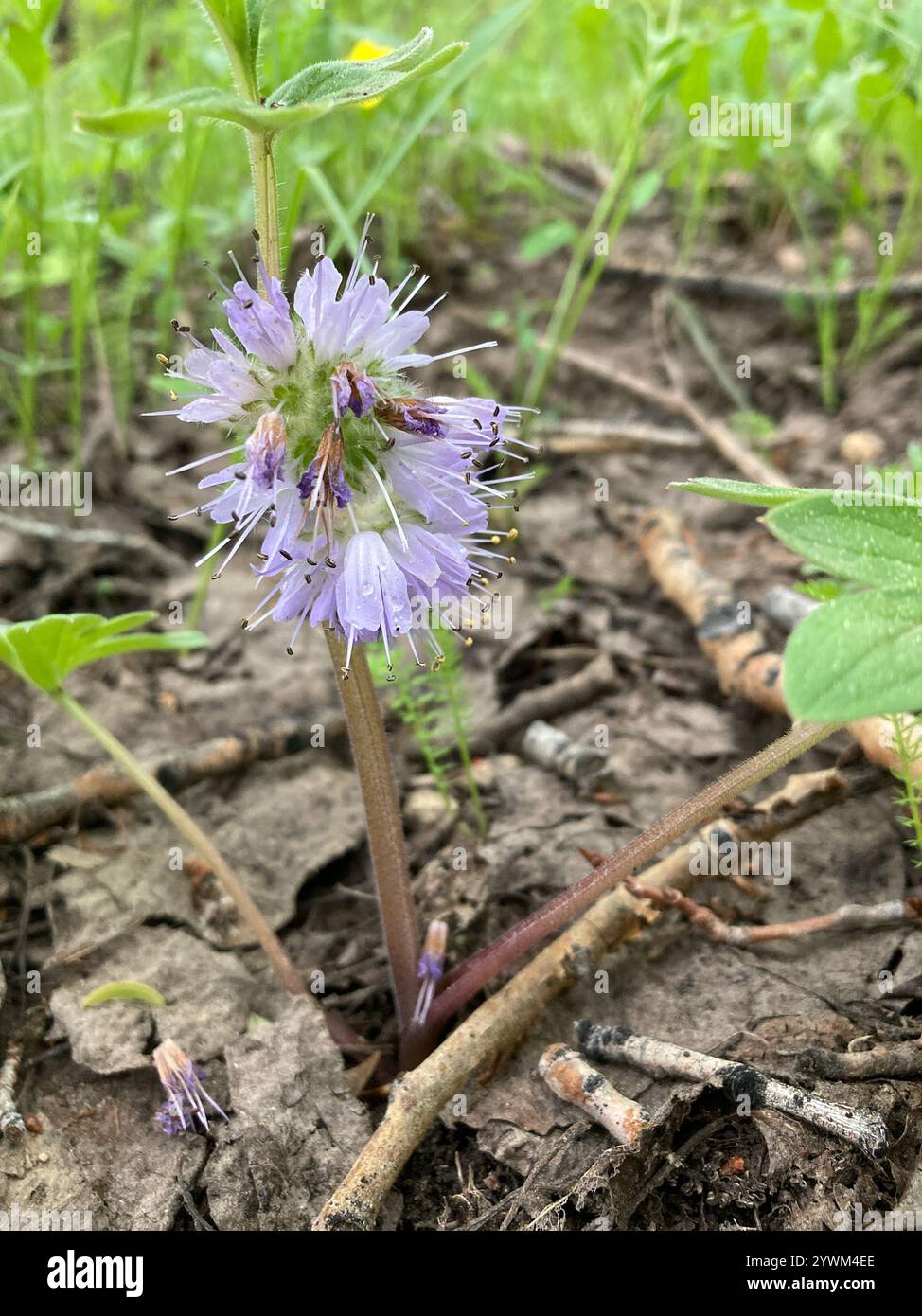 ballhead waterleaf (Hydrophyllum capitatum Stock Photo - Alamy