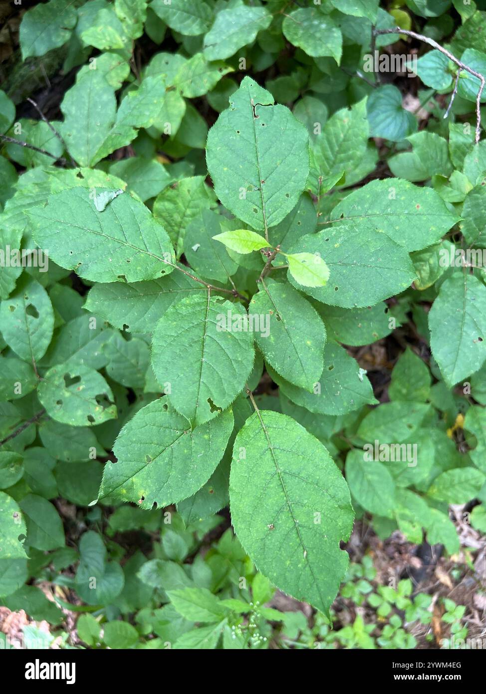 common chokecherry (Prunus virginiana virginiana Stock Photo - Alamy