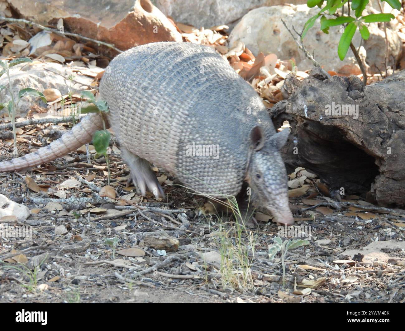 Nine-banded Armadillo (Dasypus novemcinctus Stock Photo - Alamy