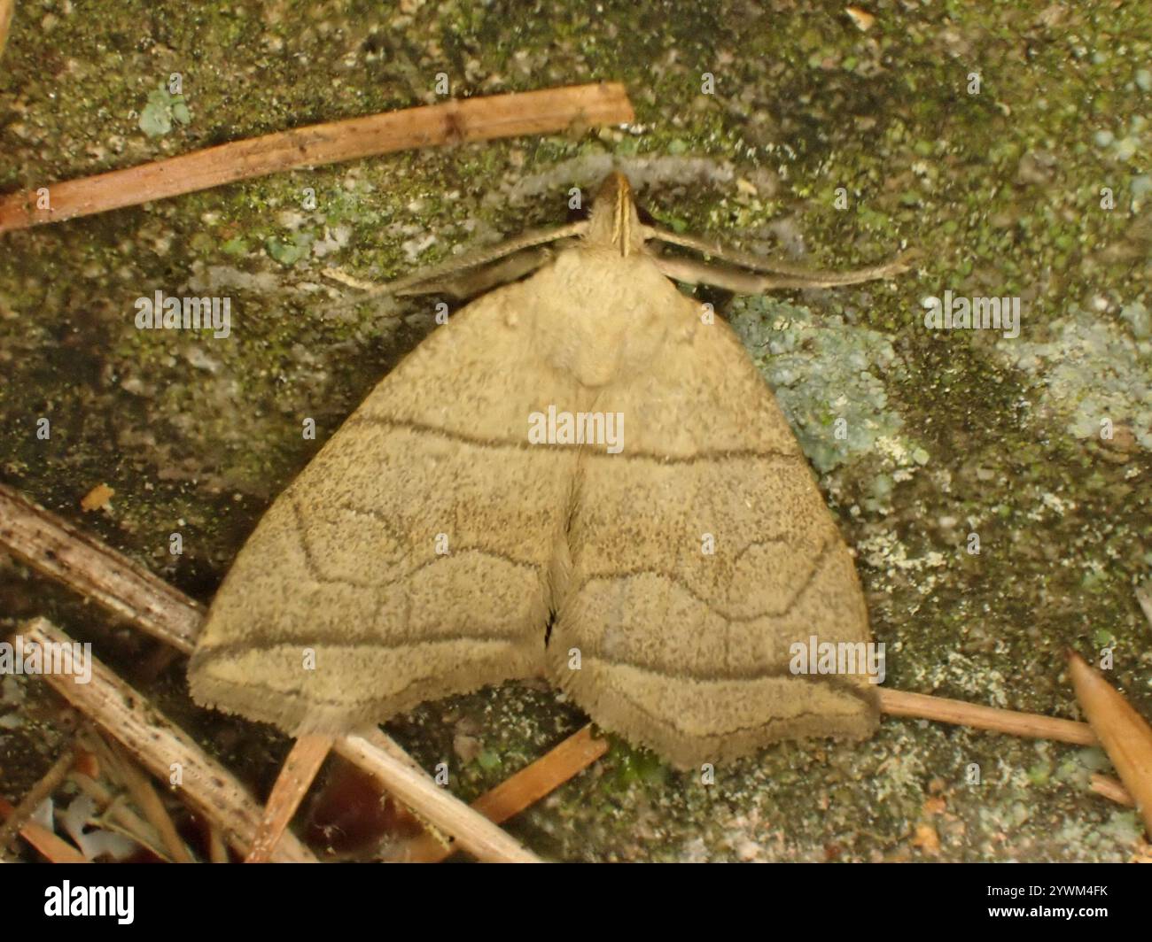 Small Fan-foot (Herminia grisealis Stock Photo - Alamy