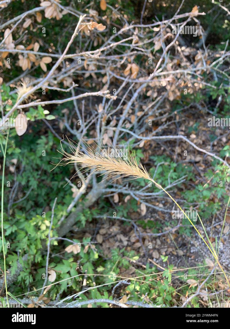 Canada wild rye (Elymus canadensis Stock Photo - Alamy