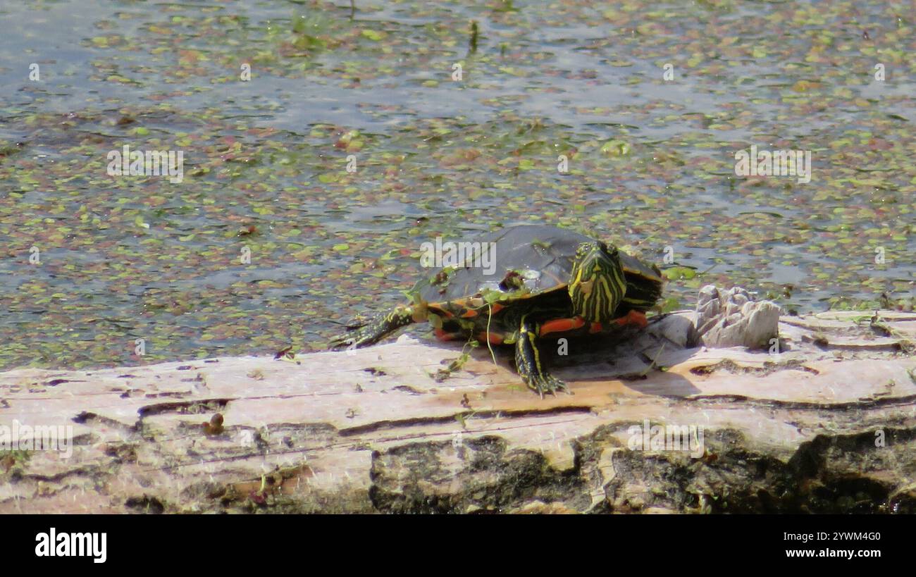 Painted Turtle (Chrysemys picta Stock Photo - Alamy