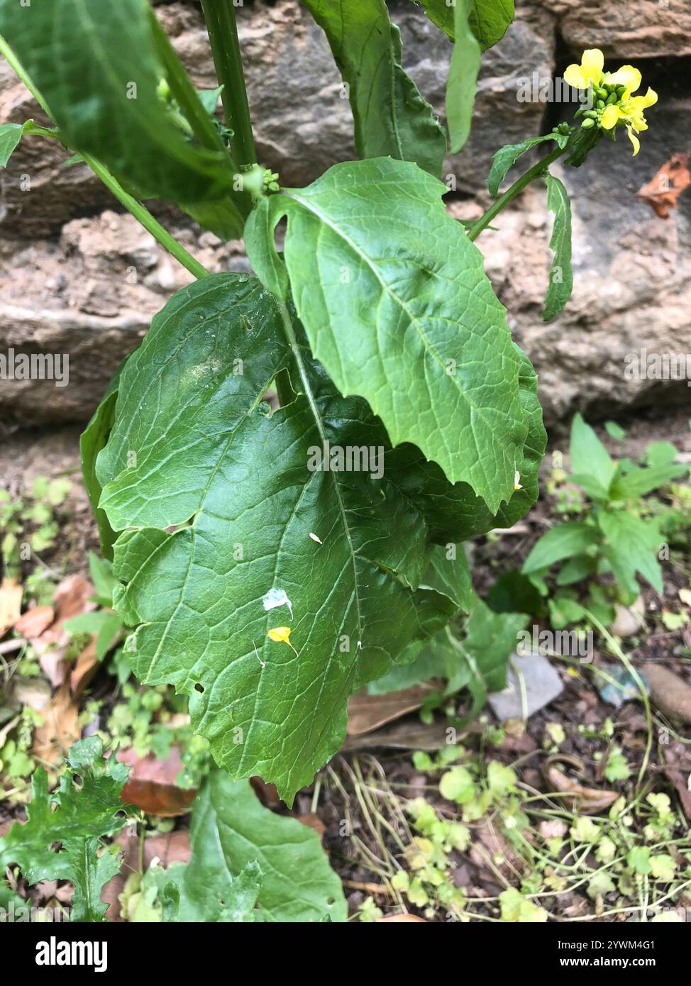 charlock (Mutarda arvensis Stock Photo - Alamy