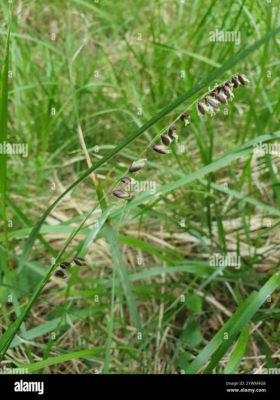 Mountain Melick (Melica nutans Stock Photo - Alamy