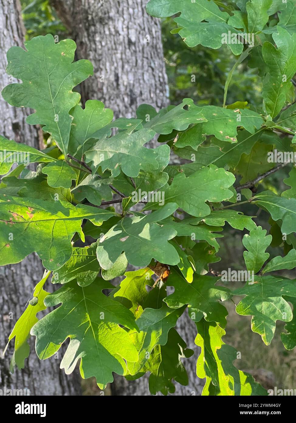 white oak (Quercus alba Stock Photo - Alamy