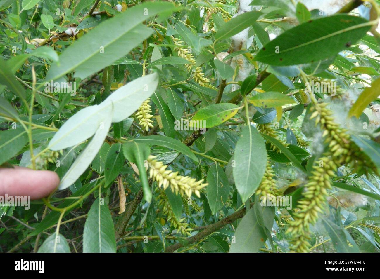 Almond Willow (Salix triandra Stock Photo - Alamy