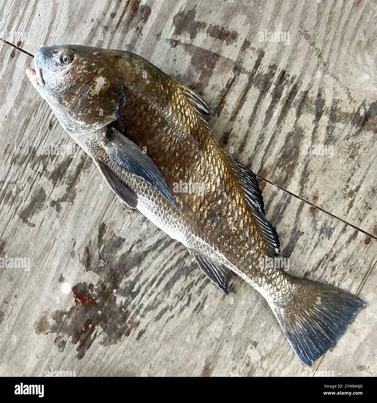 Black Drum (Pogonias cromis Stock Photo - Alamy