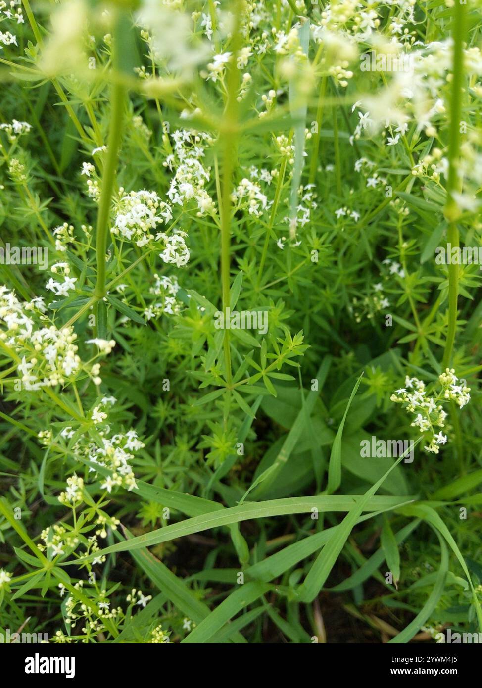 white bedstraw (Galium album Stock Photo - Alamy