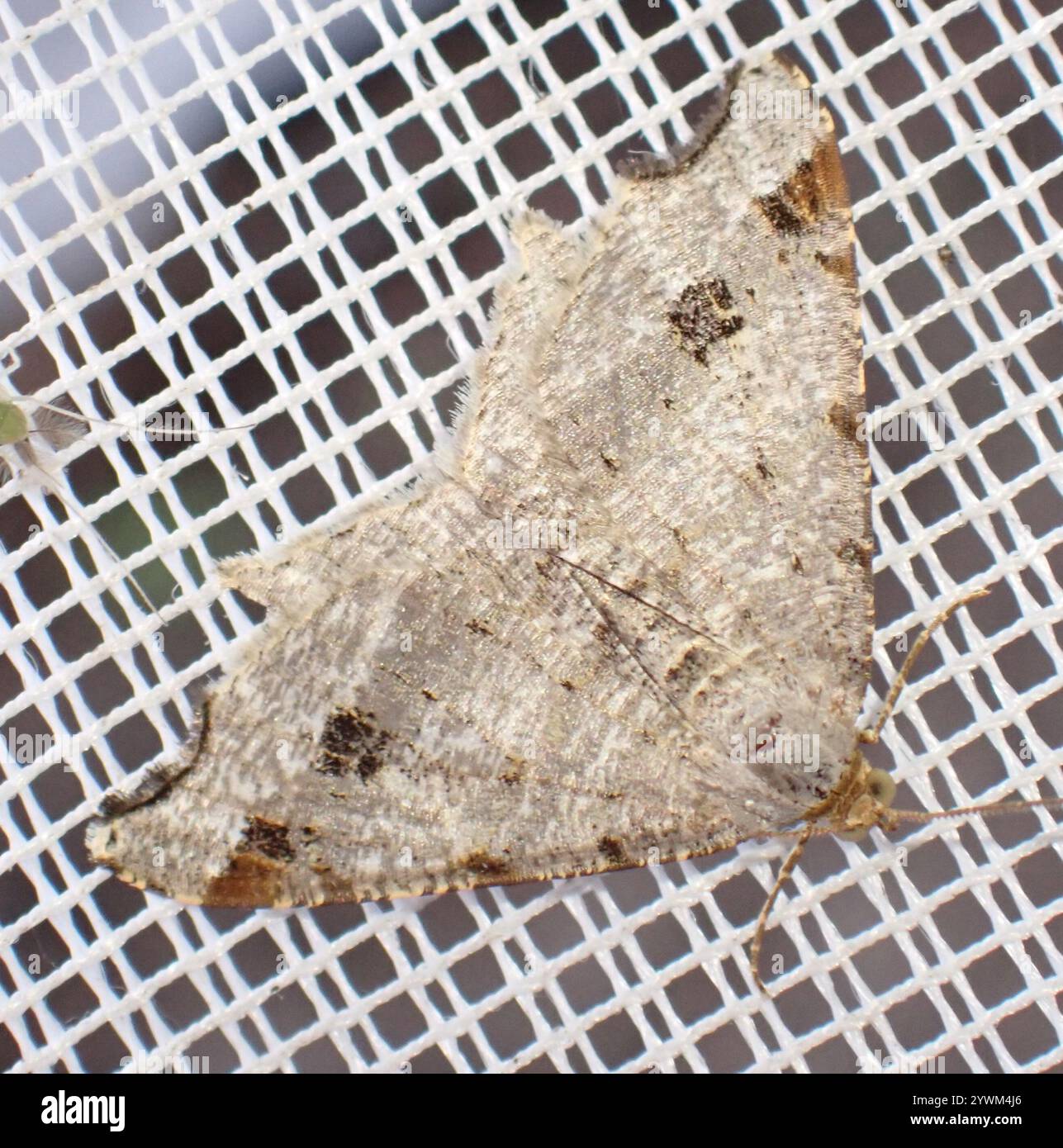 Sharp-angled Peacock Moth (Macaria alternata Stock Photo - Alamy