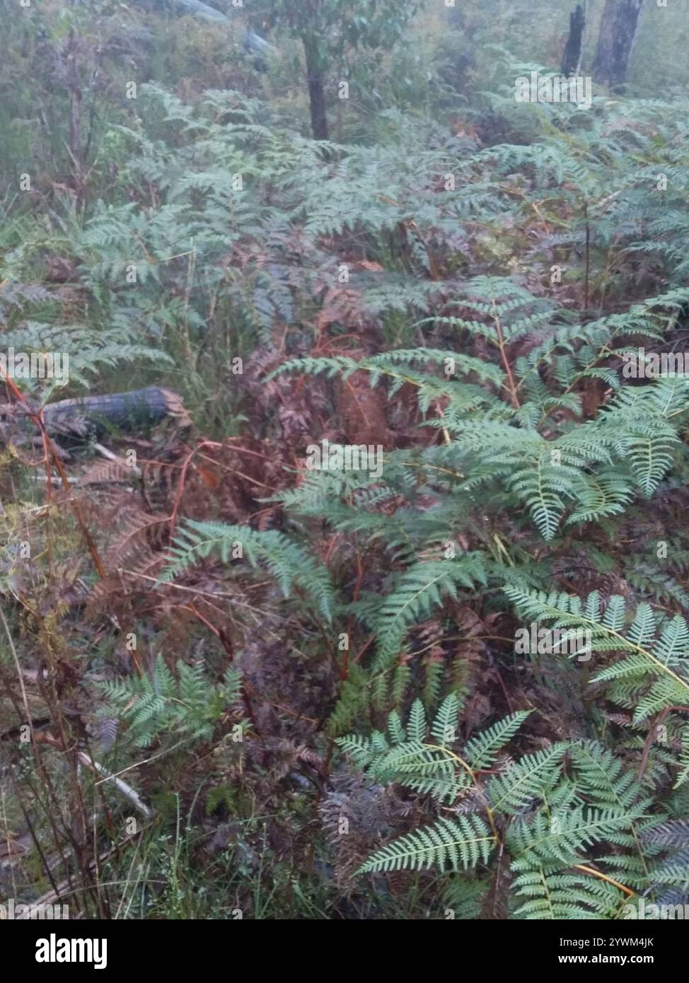 Austral Bracken (Pteridium esculentum Stock Photo - Alamy