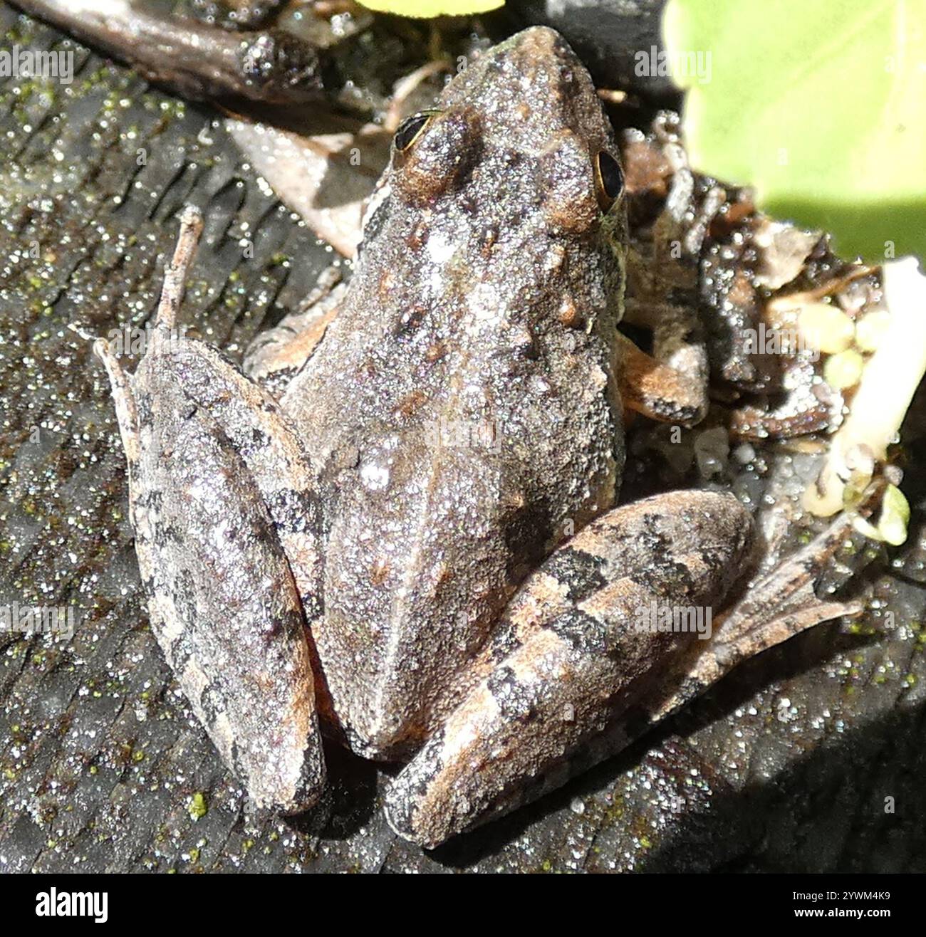 Southern Cricket Frog (Acris gryllus Stock Photo - Alamy