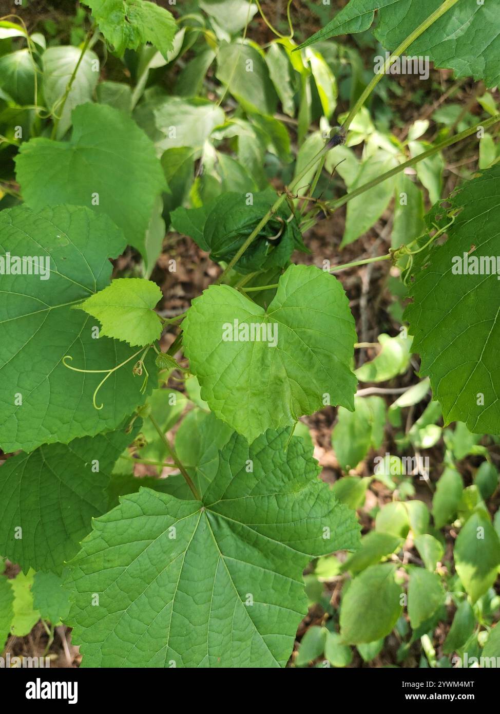 graybark grape (Vitis cinerea Stock Photo - Alamy