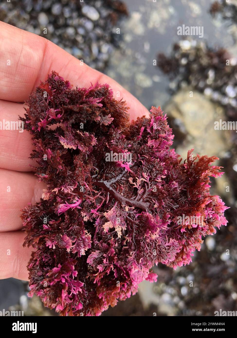 Sea Comb (Plocamium cartilagineum Stock Photo - Alamy