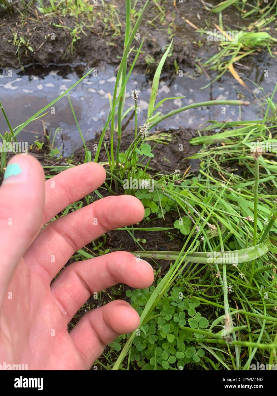 short-awn foxtail (Alopecurus aequalis Stock Photo - Alamy