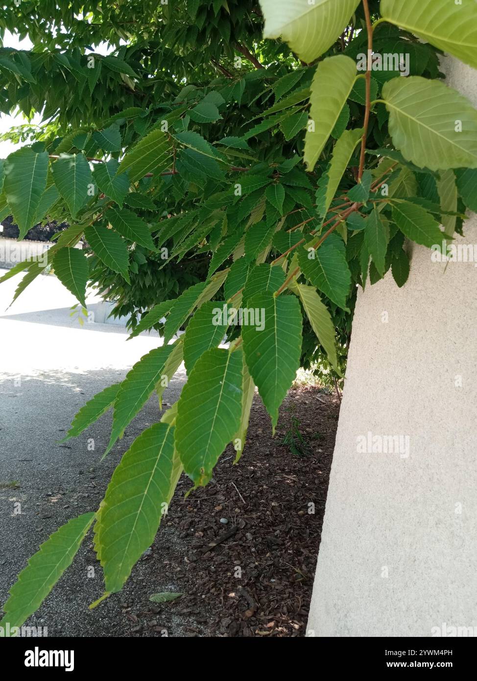 elm family (Ulmaceae Stock Photo - Alamy