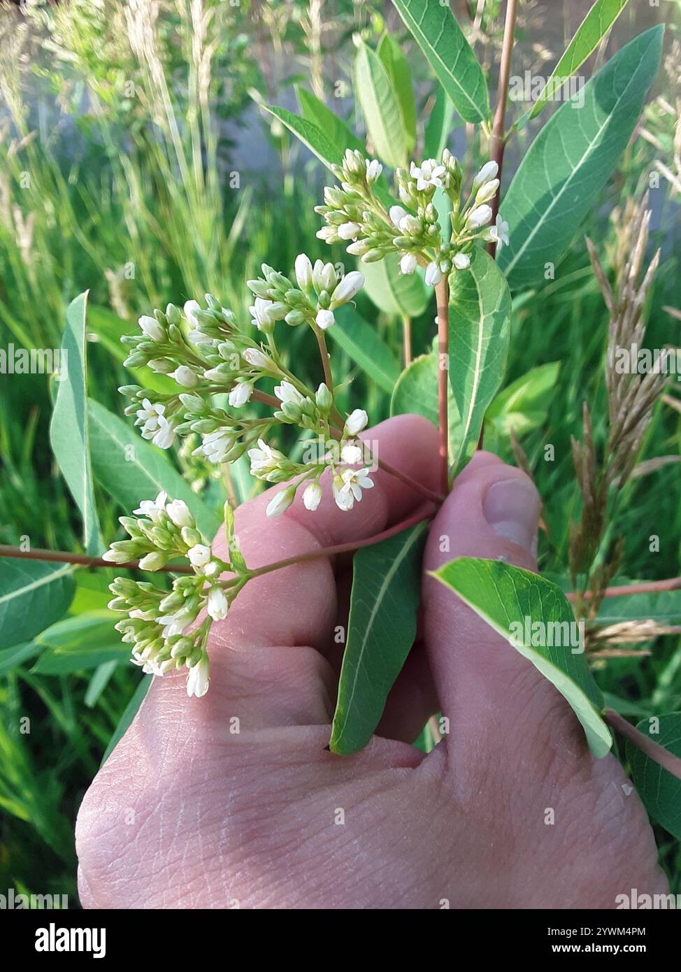 hemp dogbane (Apocynum cannabinum Stock Photo - Alamy