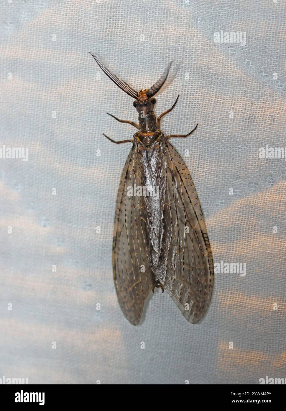 Summer fishfly hi-res stock photography and images - Alamy