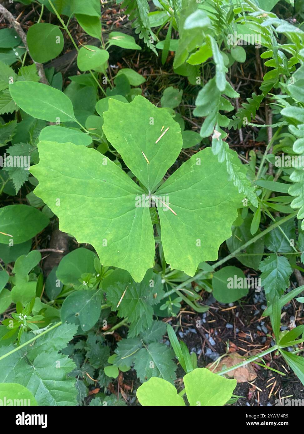 vanilla leaf (Achlys triphylla Stock Photo - Alamy