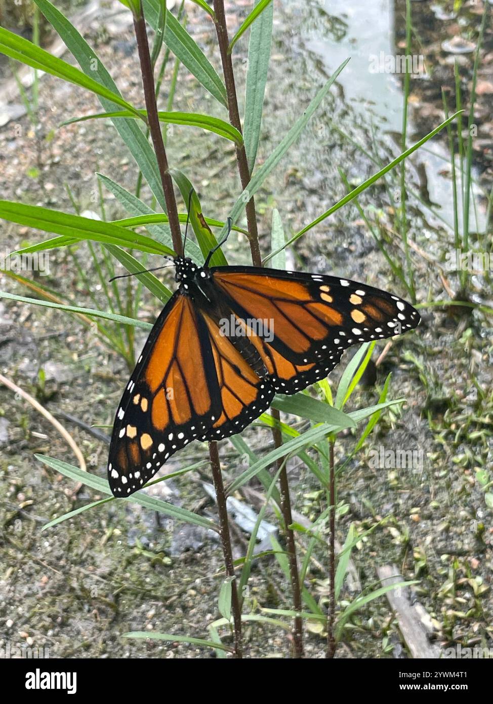 Monarch (Danaus plexippus Stock Photo - Alamy