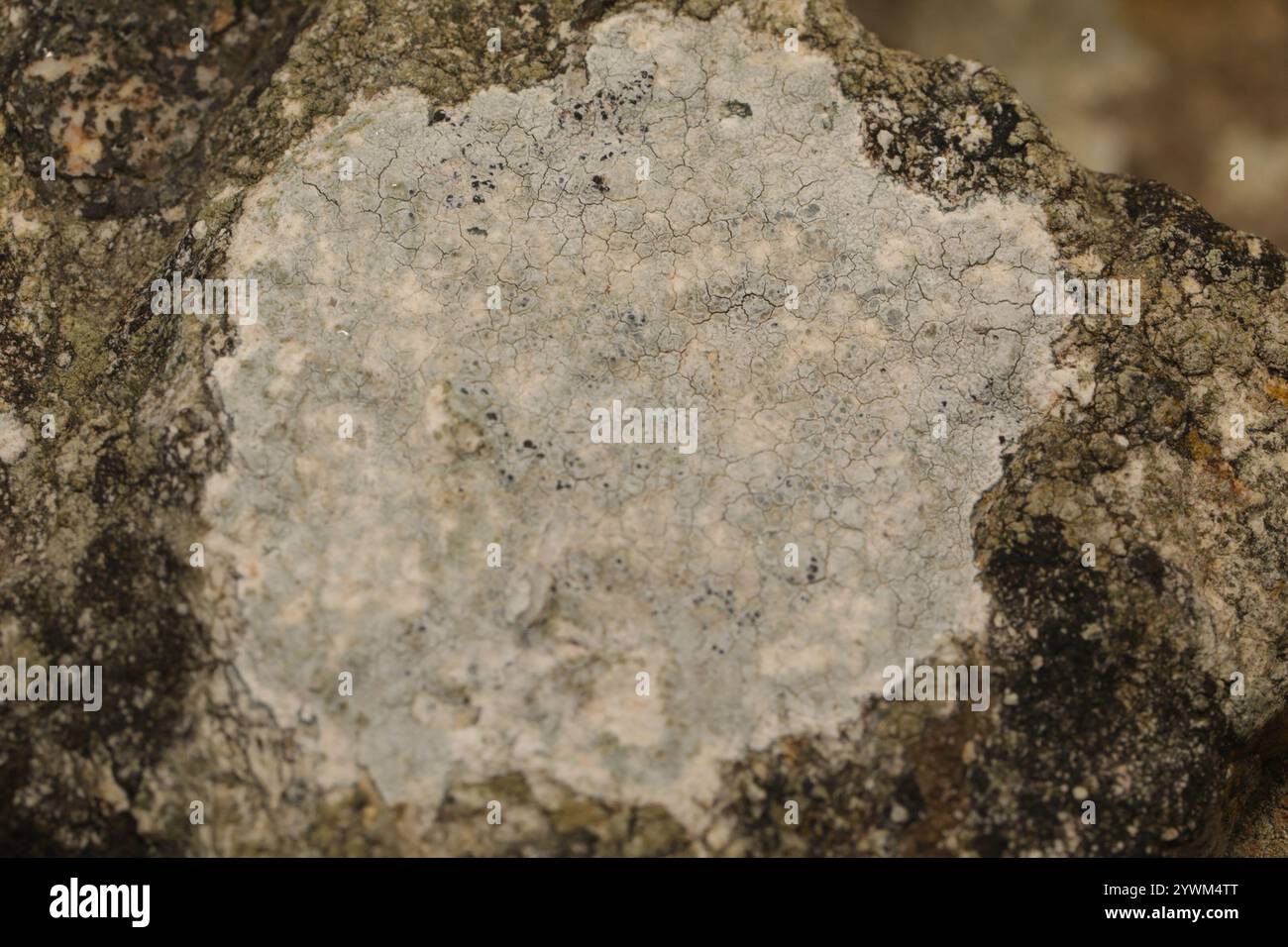 concentric boulder lichen (Porpidia crustulata Stock Photo - Alamy