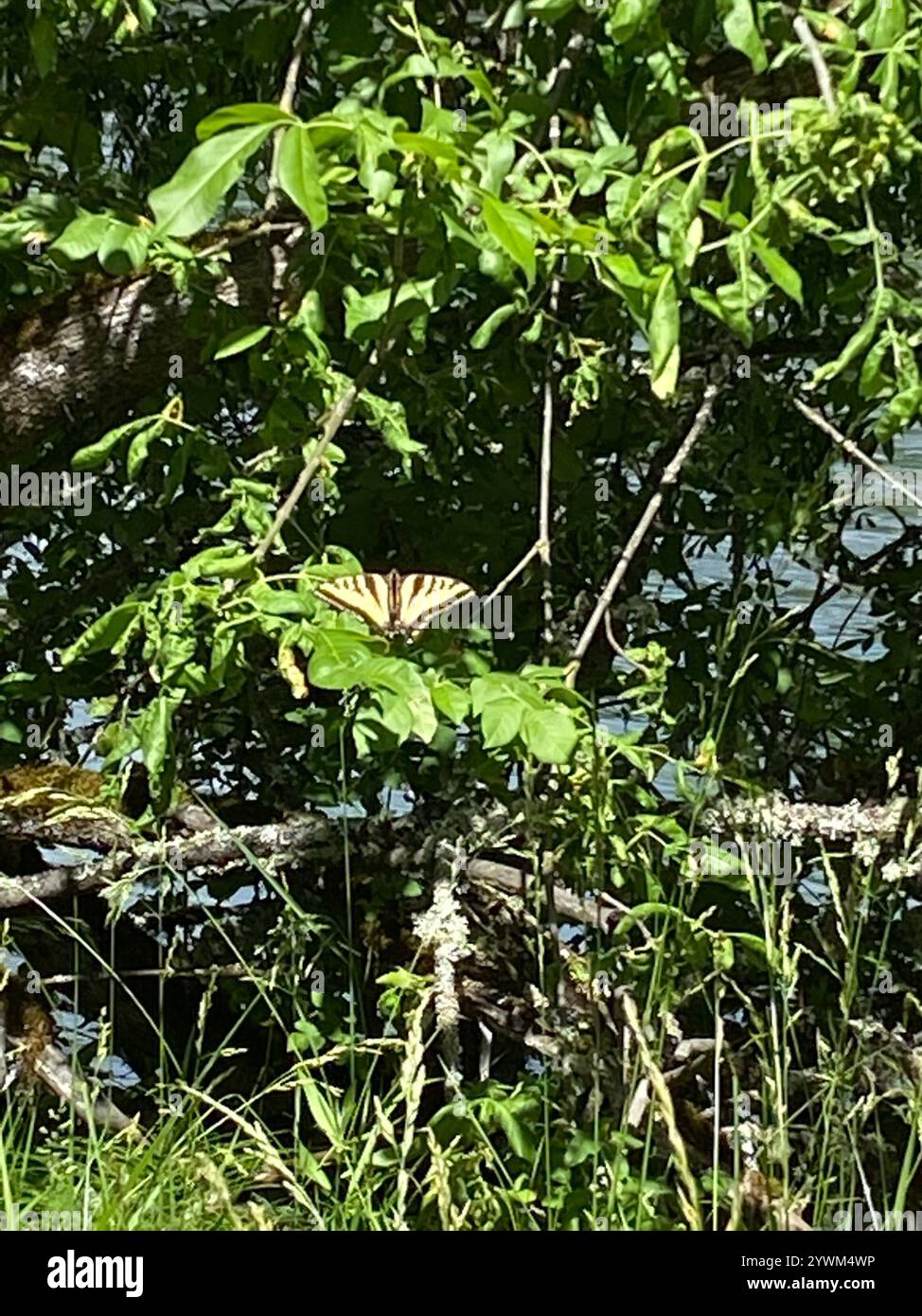 Western Tiger Swallowtail (Papilio rutulus Stock Photo - Alamy