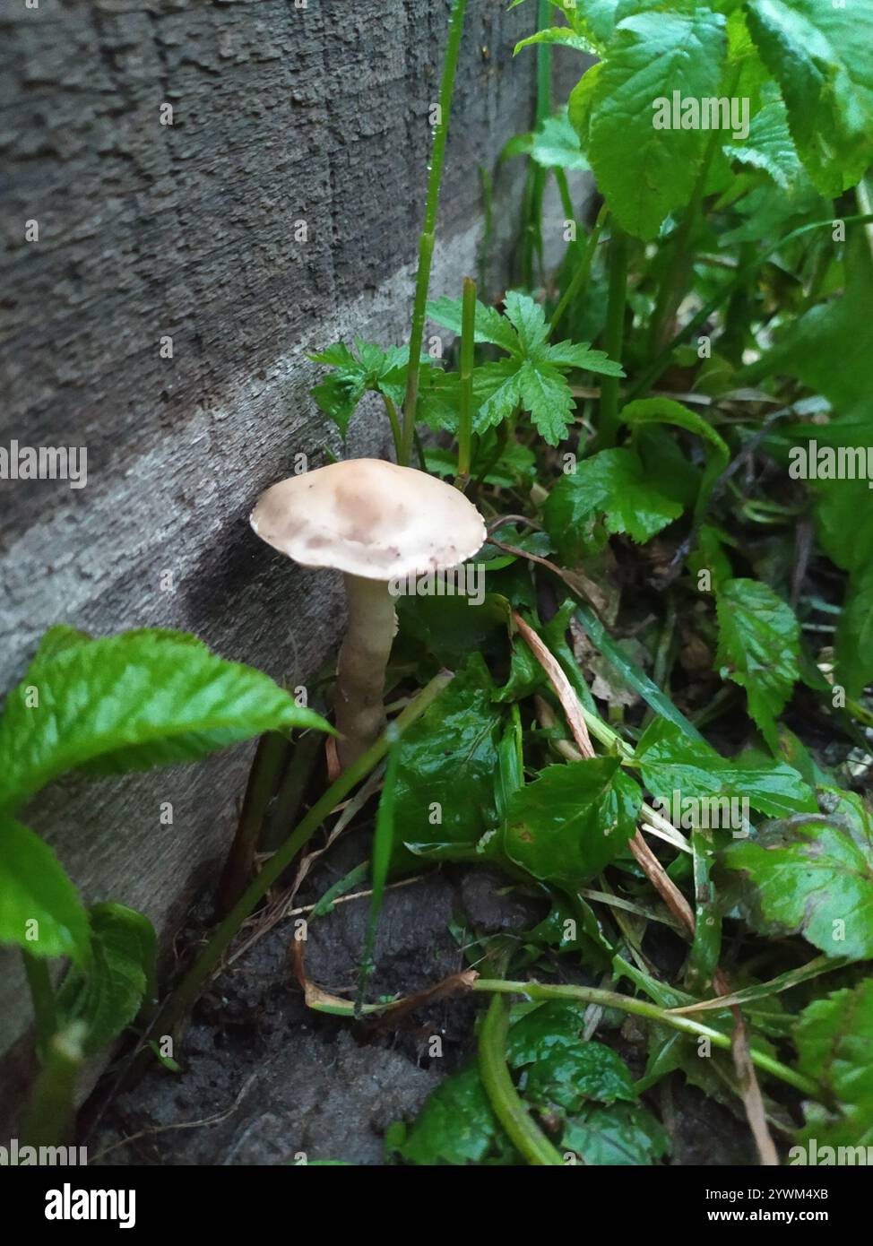 Spring fieldcap hi-res stock photography and images - Alamy