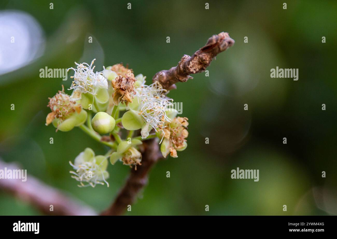Sandpaper tree (Curatella americana Stock Photo - Alamy