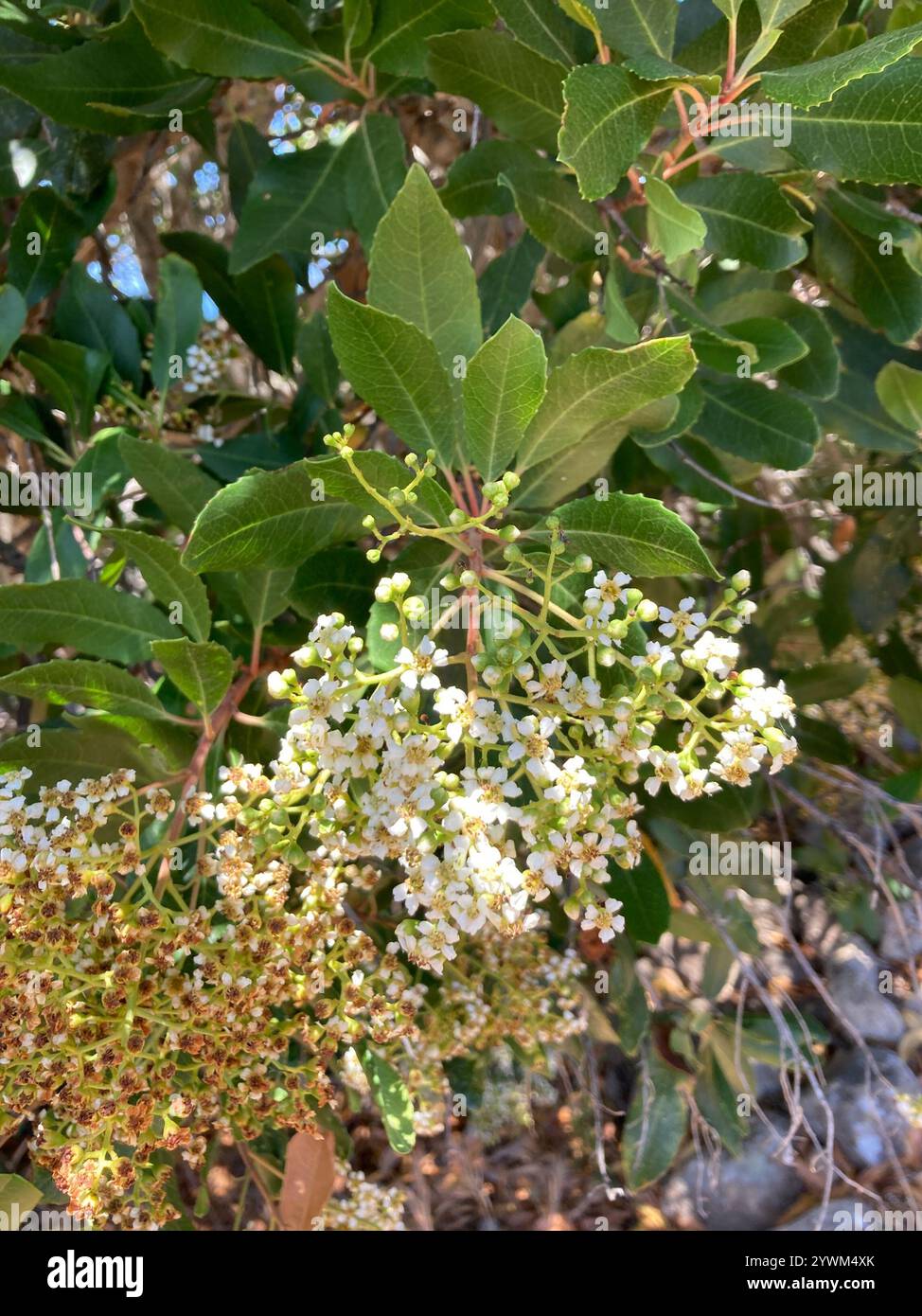 Toyon (Heteromeles arbutifolia Stock Photo - Alamy