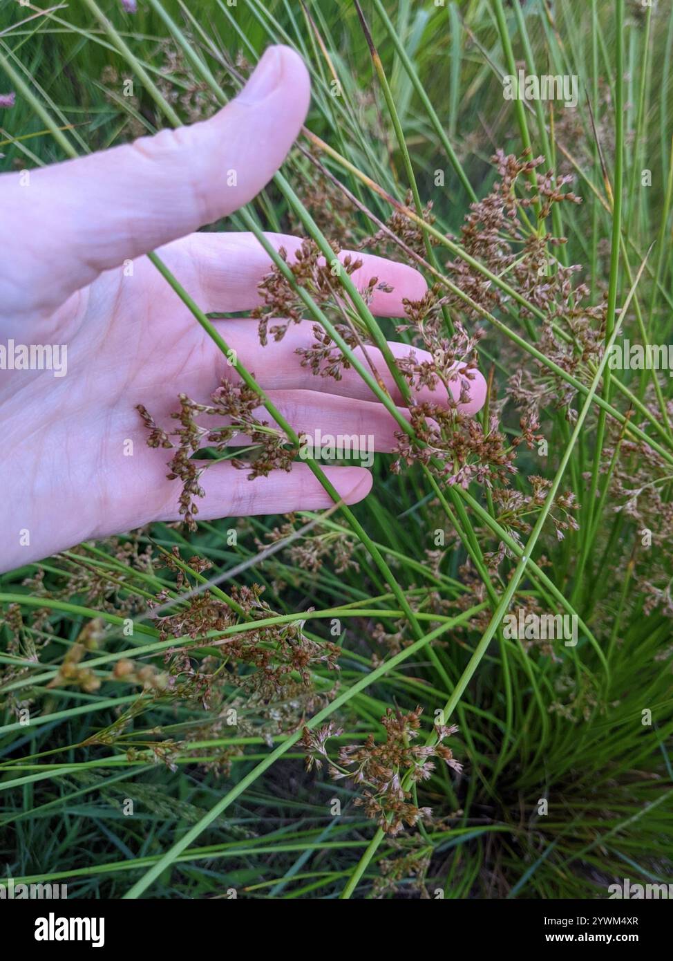 Soft Rush (Juncus effusus Stock Photo - Alamy