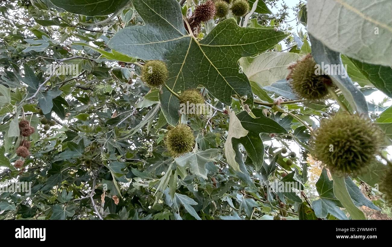 western sycamore (Platanus racemosa Stock Photo - Alamy