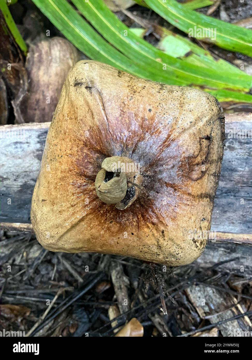 Fish Poison Tree (Barringtonia asiatica Stock Photo - Alamy
