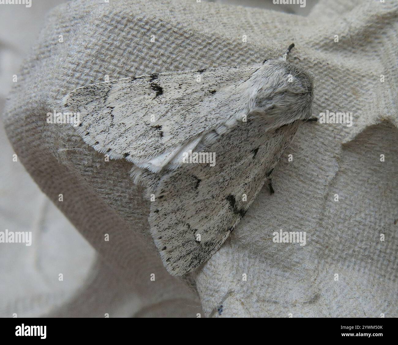 The Miller (Acronicta leporina Stock Photo - Alamy