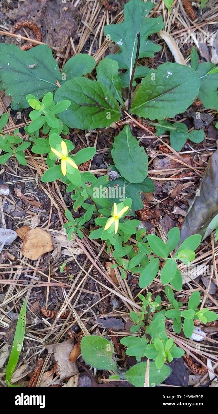 low St. John's wort (Hypericum stragulum Stock Photo - Alamy