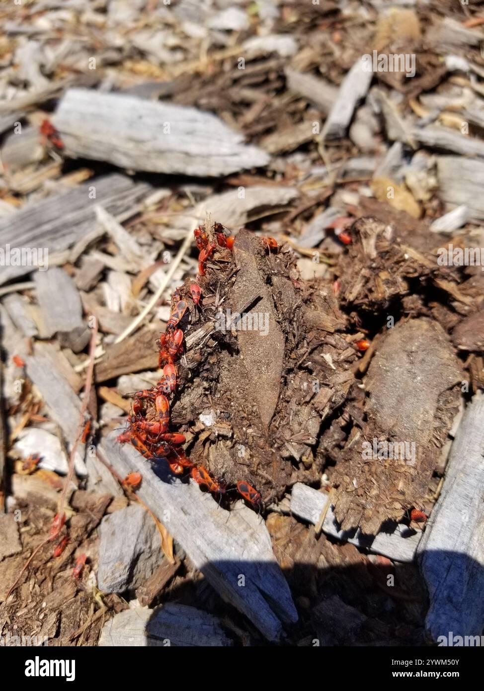 Mediterranean red bug (Scantius aegyptius Stock Photo - Alamy