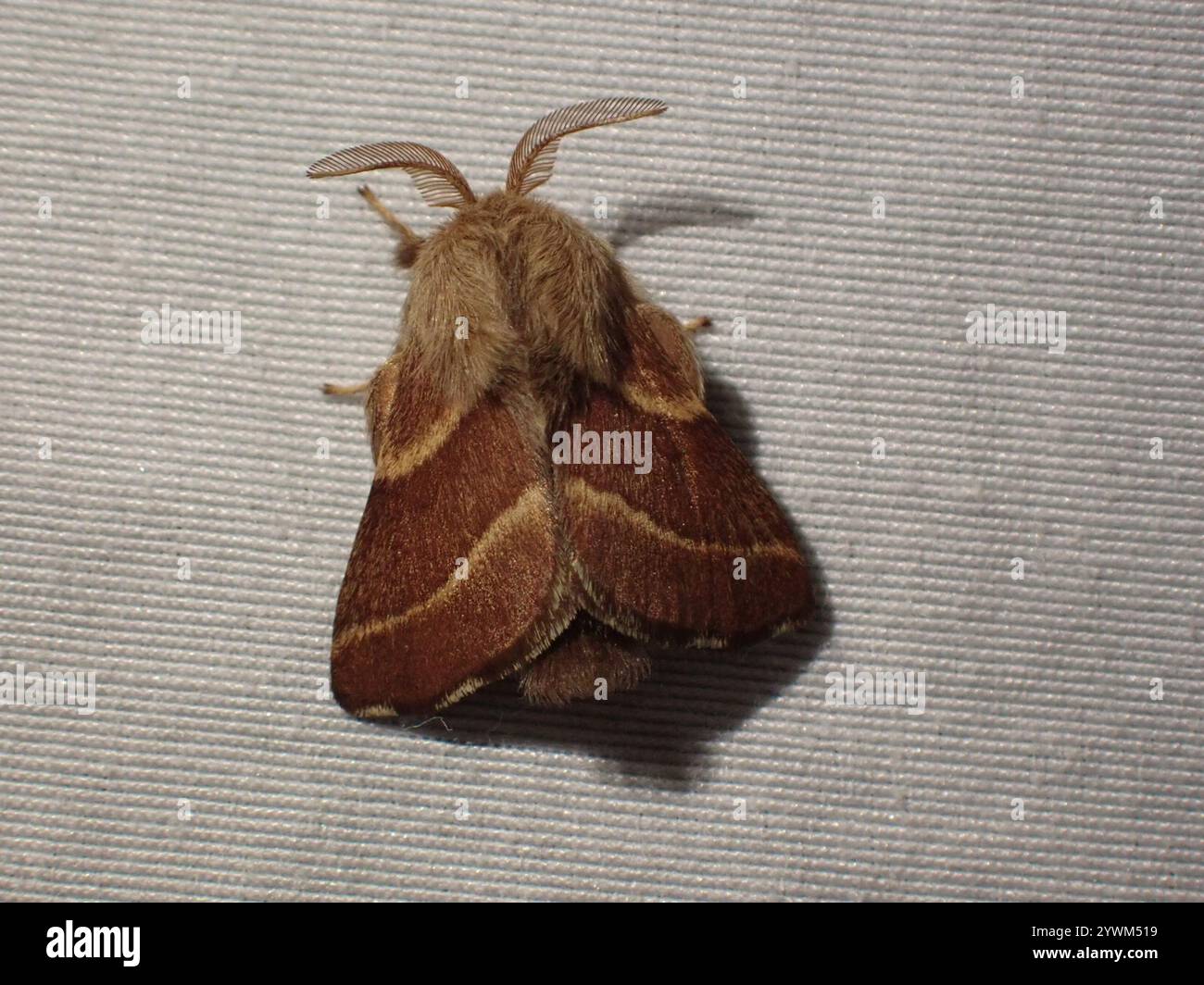 Western Tent Caterpillar Moth (Malacosoma californica Stock Photo - Alamy