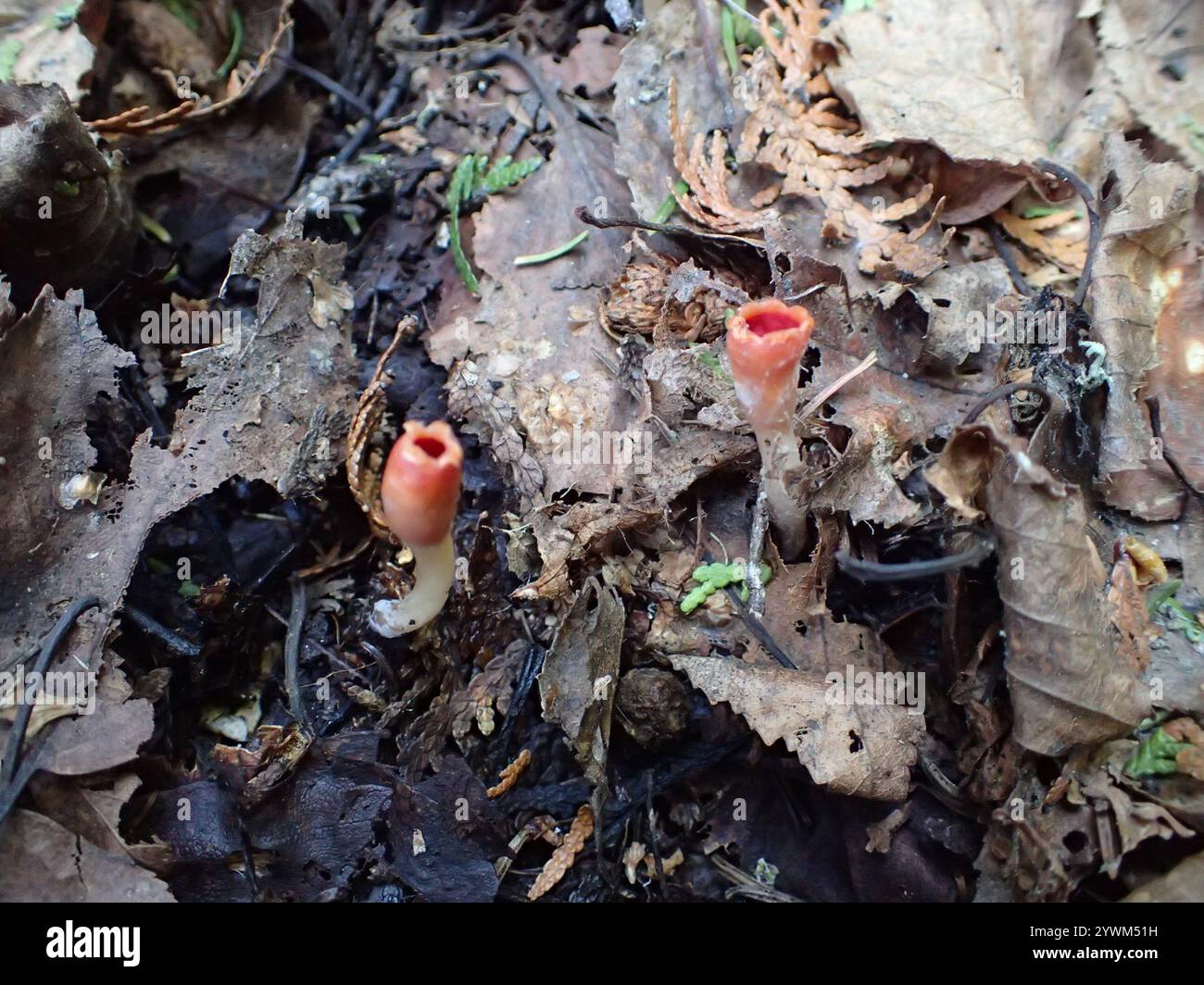 rosy goblet (Microstoma protractum Stock Photo - Alamy