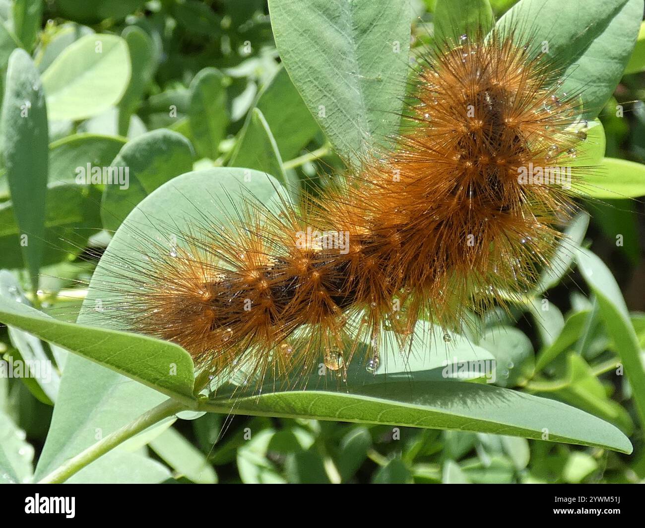 Salt Marsh Moth (Estigmene acrea Stock Photo - Alamy