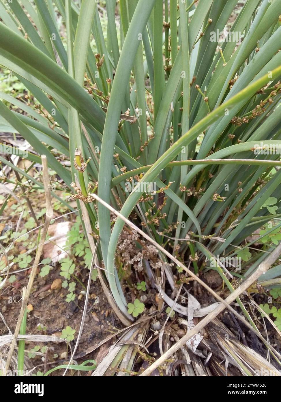 Lomandra grass hi-res stock photography and images - Alamy