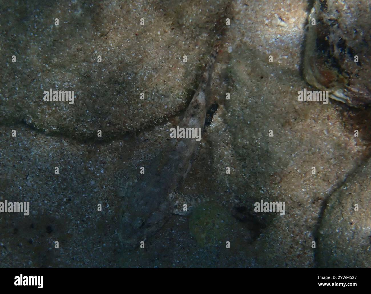 Gobius cobitis hi-res stock photography and images - Alamy