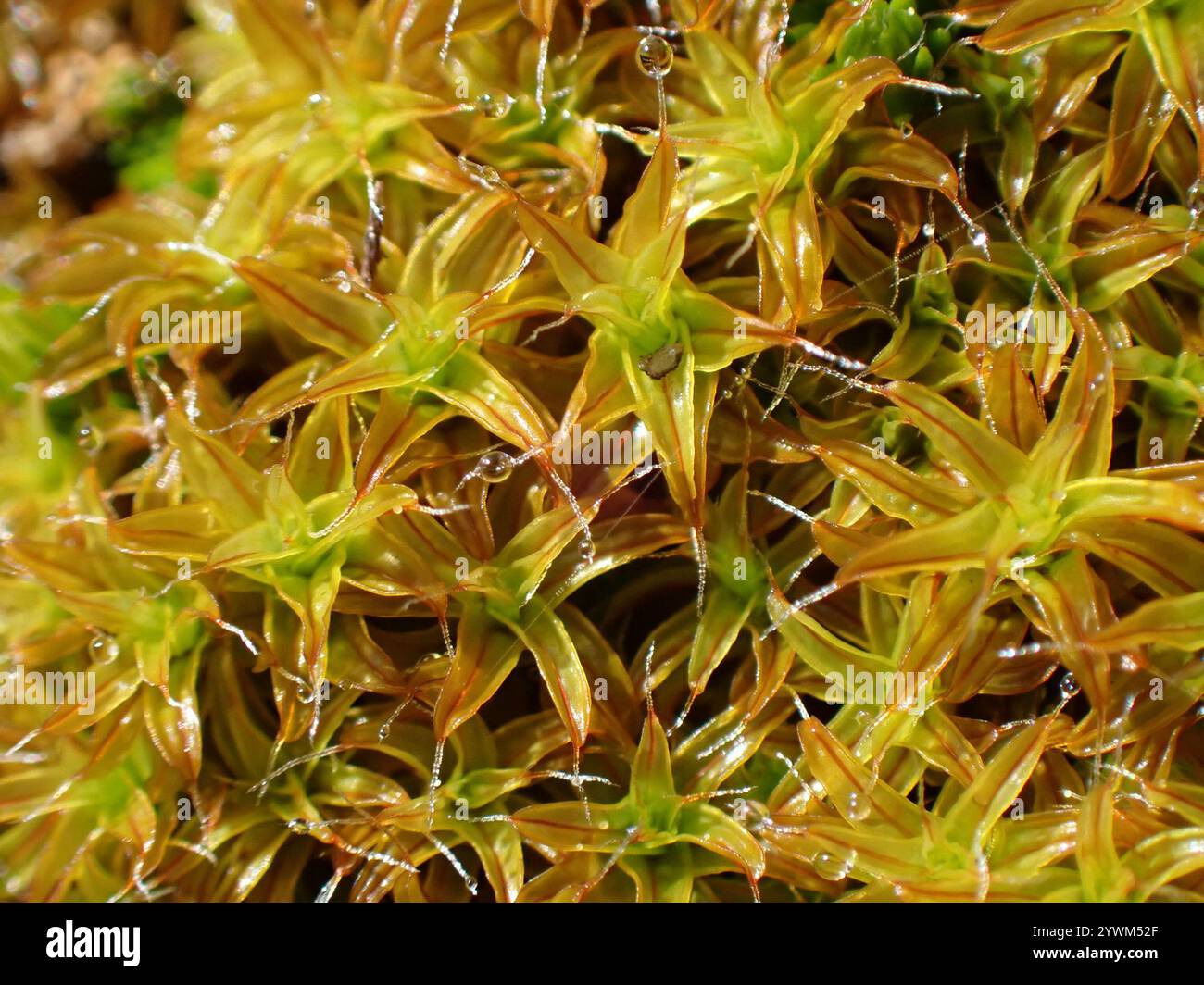Star Moss (Syntrichia ruralis Stock Photo - Alamy