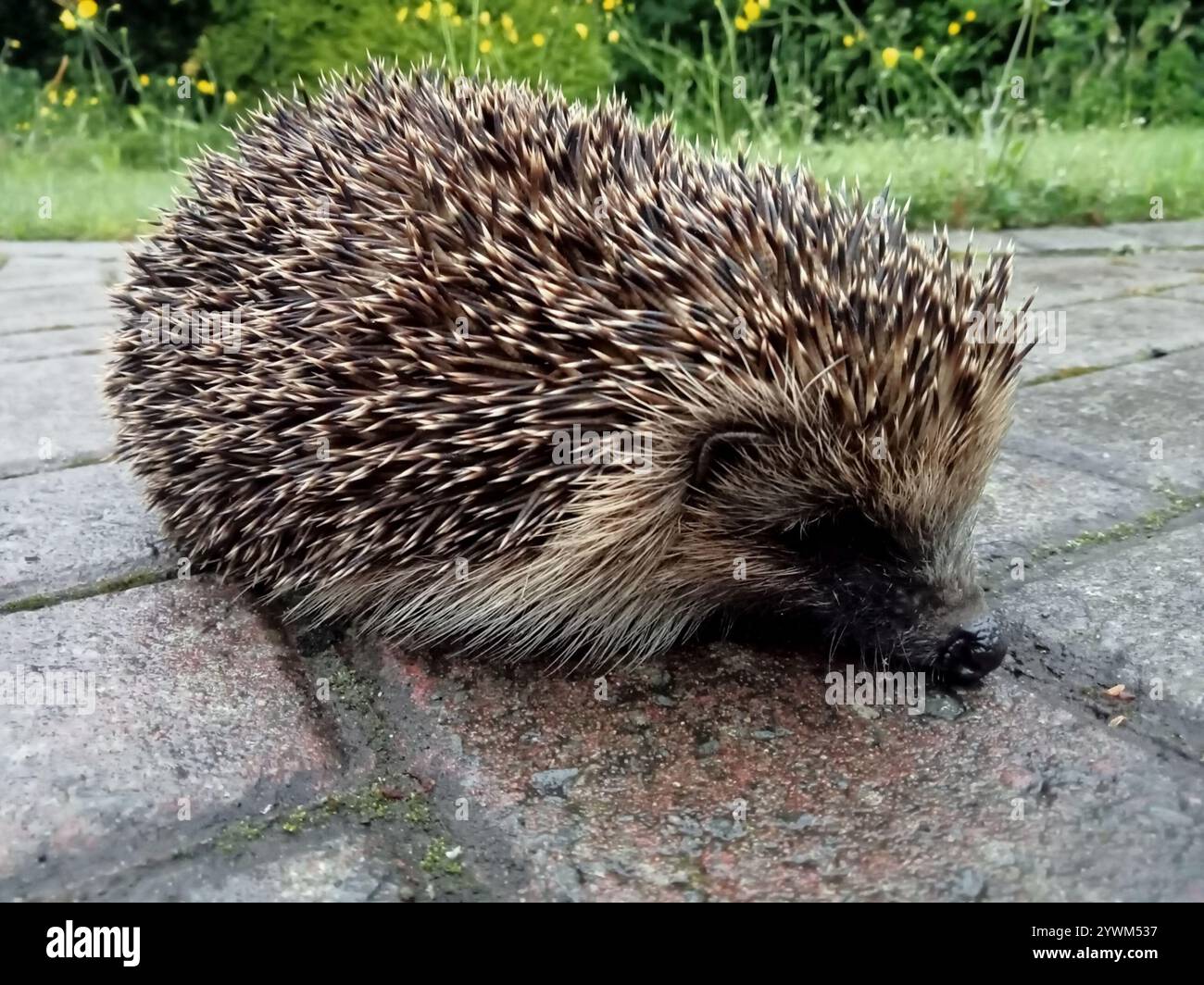 Common Hedgehog (Erinaceus europaeus Stock Photo - Alamy
