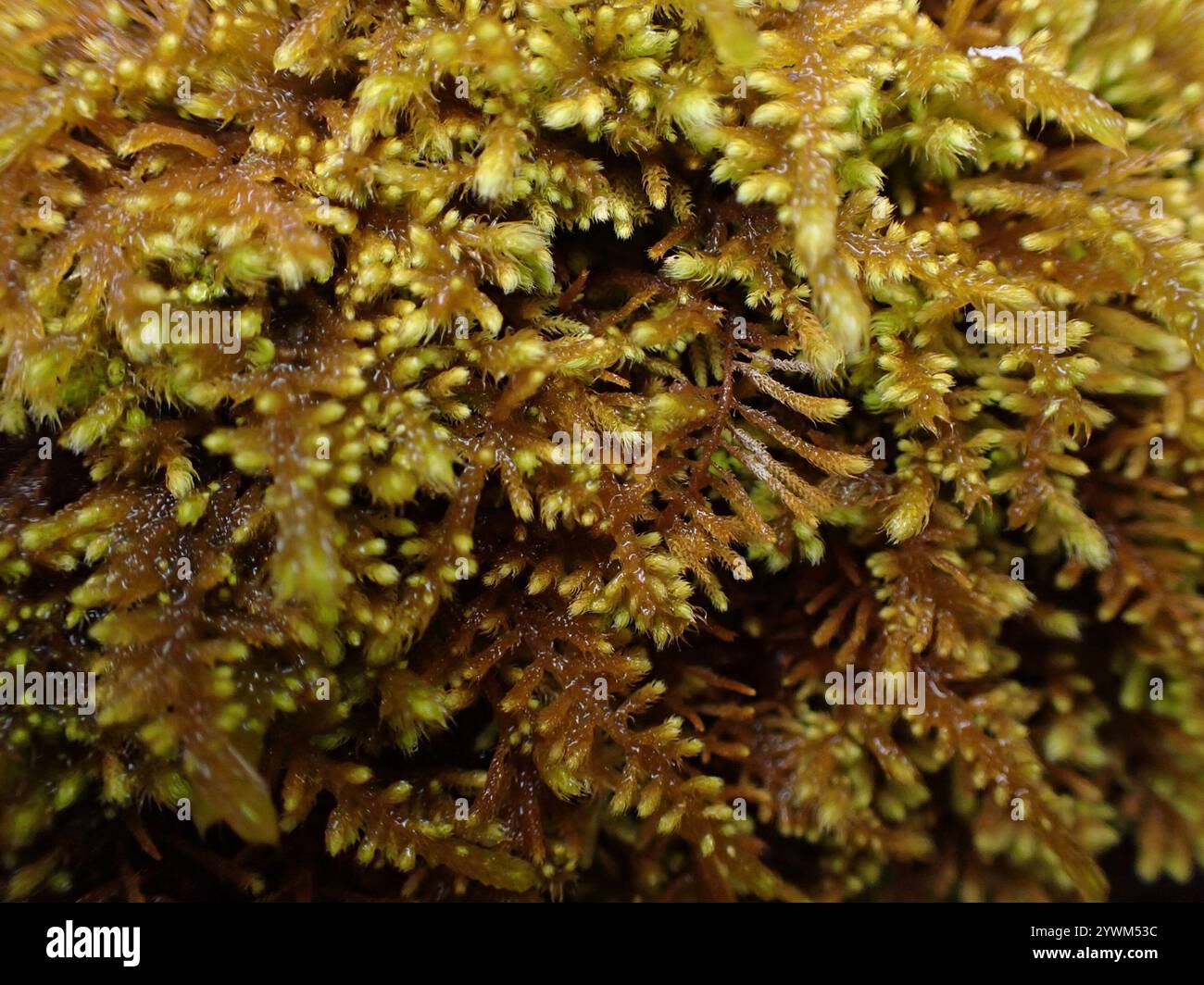 Bolander's claopodium moss (Claopodium bolanderi Stock Photo - Alamy