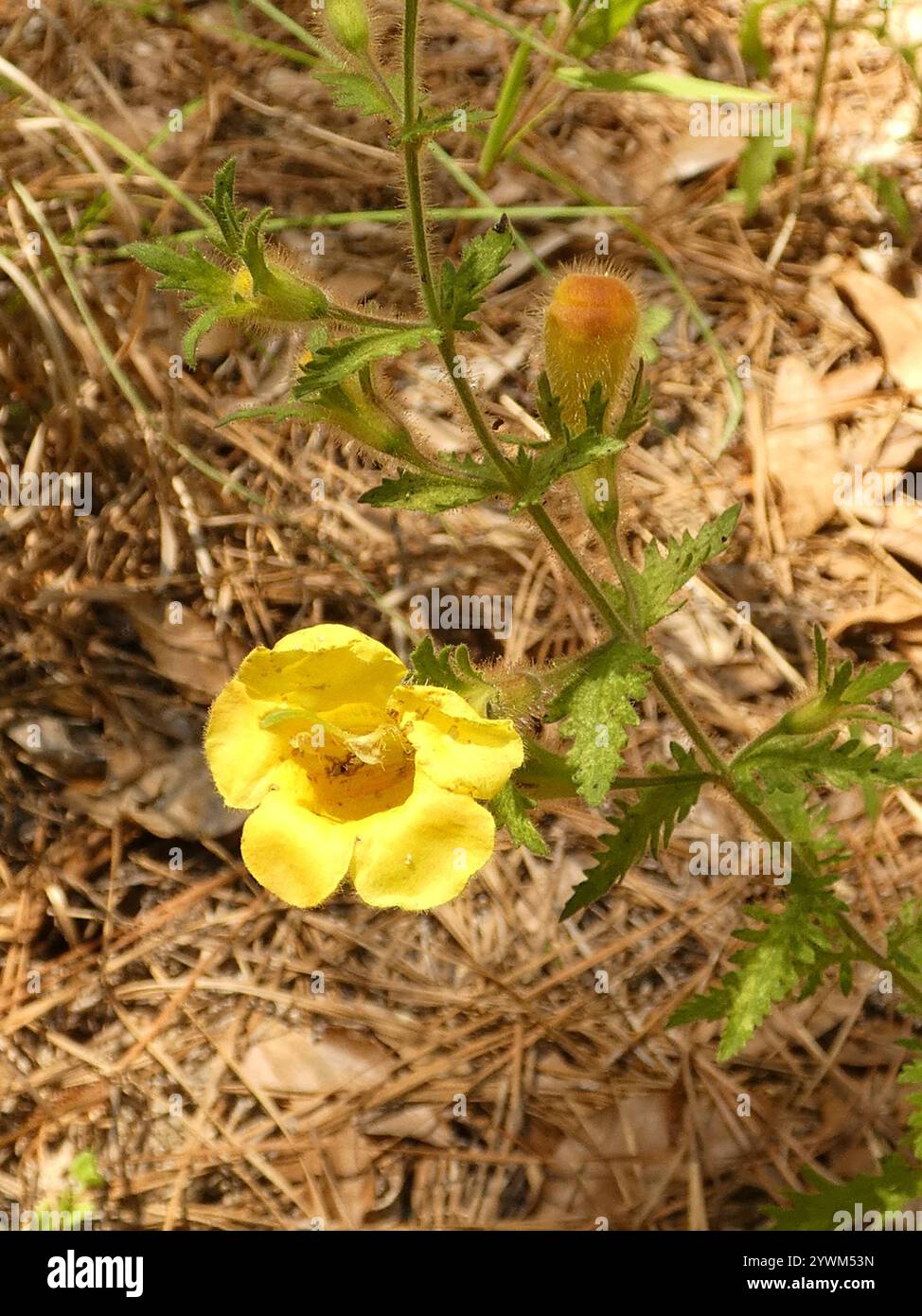 Combleaf Yellow False Foxglove (Aureolaria pectinata Stock Photo - Alamy