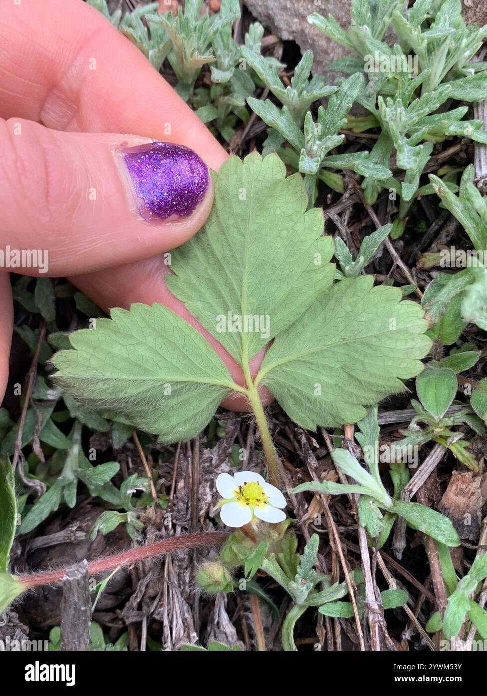 Cascades Strawberry (Fragaria cascadensis Stock Photo - Alamy