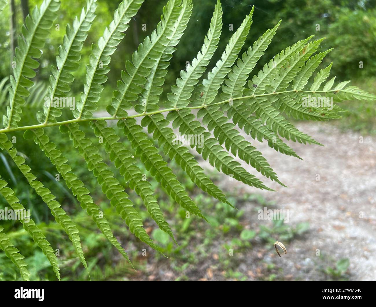 cinnamon fern (Osmundastrum cinnamomeum Stock Photo - Alamy