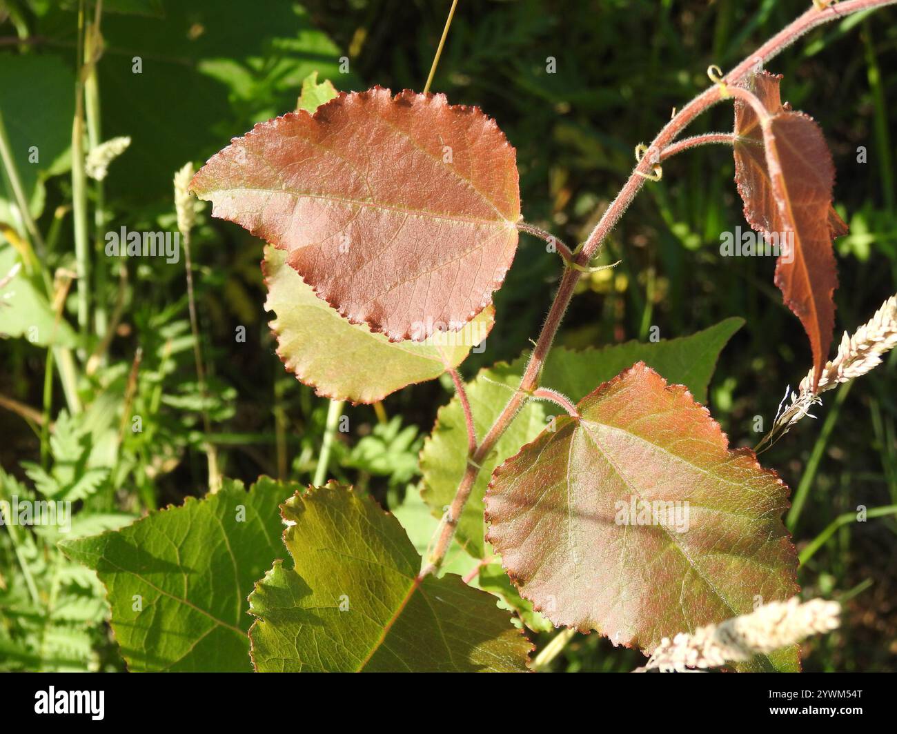 European aspen (Populus tremula Stock Photo - Alamy