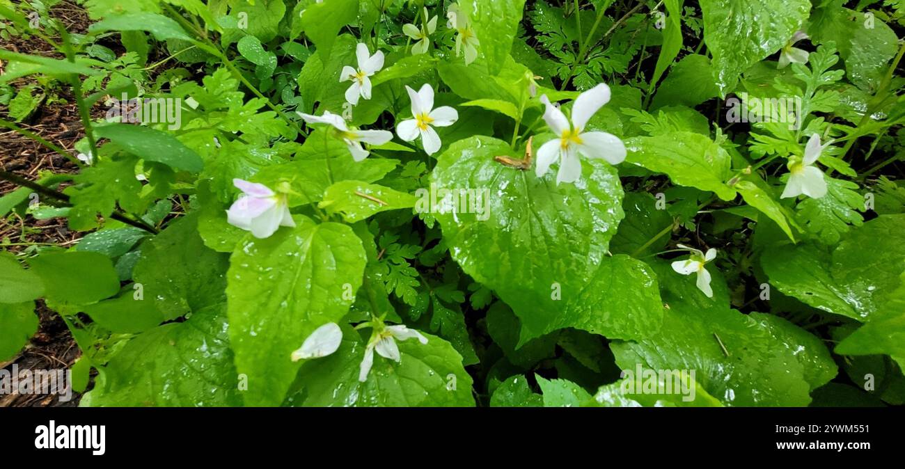 Canada violet viola canadensis hi-res stock photography and images - Alamy